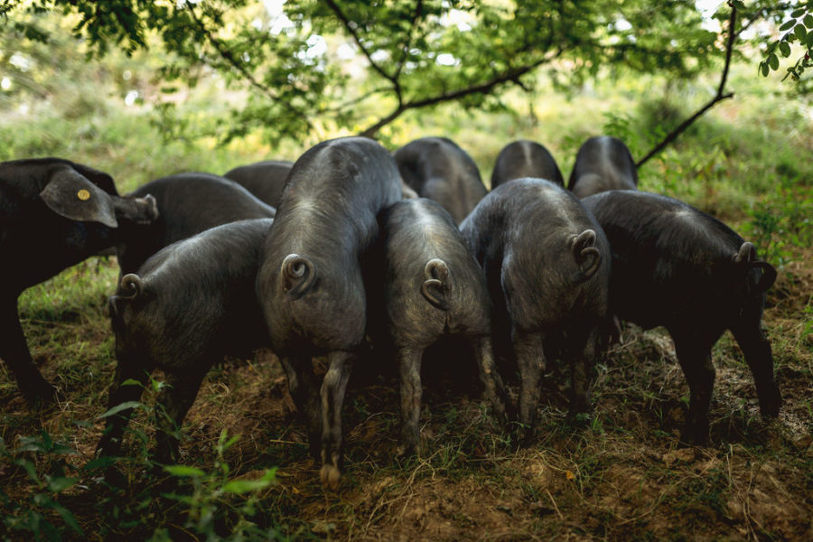 Oyharcabal | Charcutier Eleveur de "PORC GASCON"