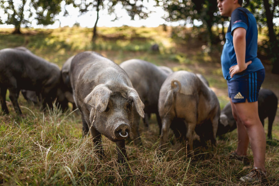 Oyharcabal | Charcutier Eleveur de "PORC GASCON"
